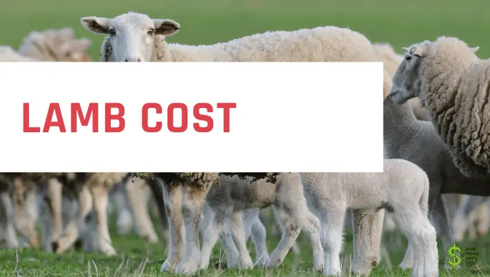 How much does a lamb cost? - How much does cost?