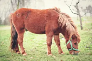 How Much Does A Pony Cost?(Real Life Example) - How much does cost?