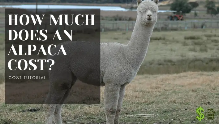 How Much Does An Alpaca Cost? - How much does cost?