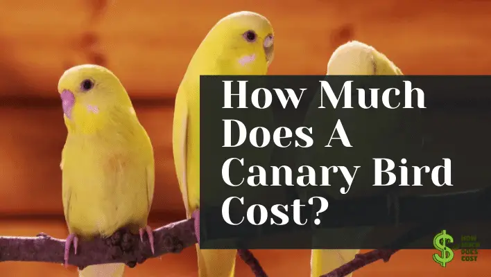 How Much Does A Canary Bird Cost?(Full-Guide) - How much does cost?