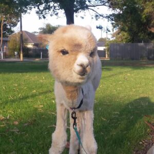 How Much Does An Alpaca Cost? - How much does cost?