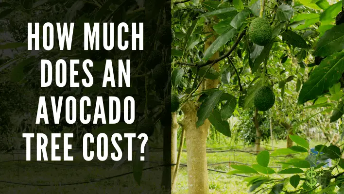How Much Does an Avocado Tree Cost? (Guide) - How much does cost?