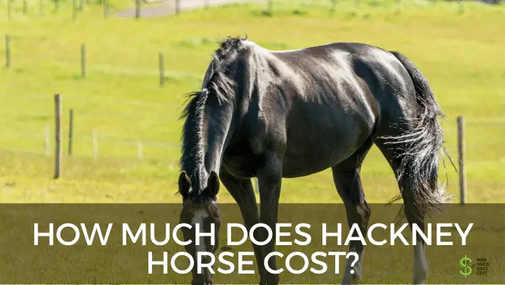 How Much Does Hackney Horse Cost? (In-Details) - How much does cost?