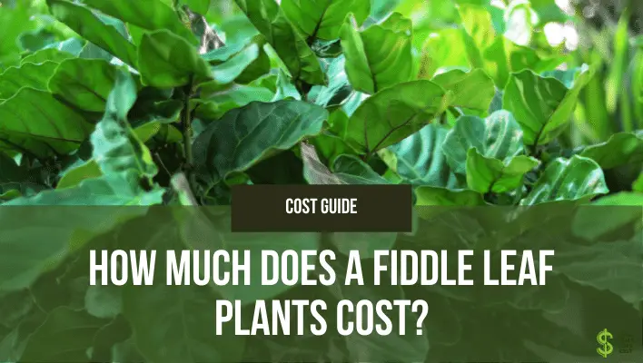 How Much Does a Fiddle Leaf Plants Cost? (Final) - How much does cost?