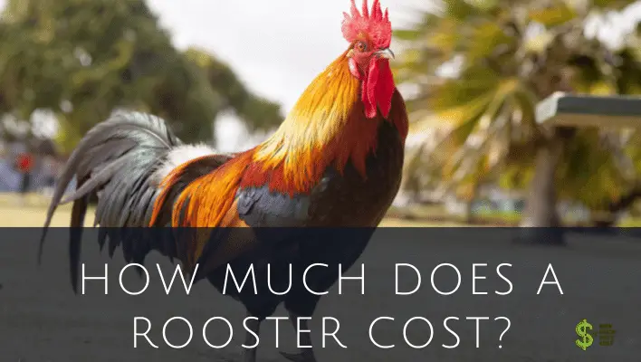 How Much Does A Rooster Cost? (In-Depth) - How much does cost?