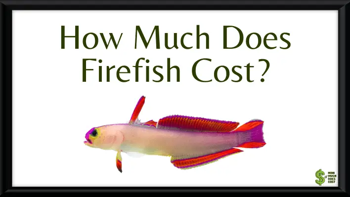 How Much Does Firefish Cost? (All The Expense That You Need To Count)